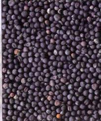 Koolzaad Per Kg | Vanderbauwhede